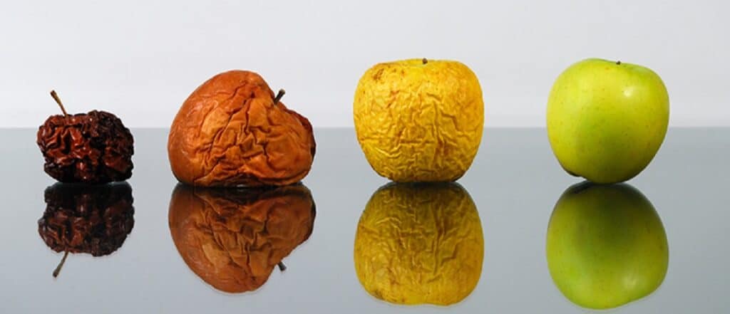 Guia para determinação de prazos de validade de alimentos - Nutritotal PRO