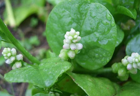 O que são PANCs? Listamos 10 para você provar! - Nutritotal Para todos