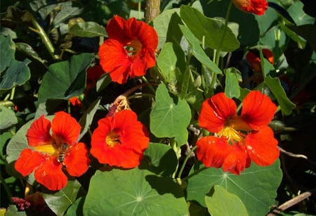 O que são PANCs? Listamos 10 para você provar! - Nutritotal Para todos