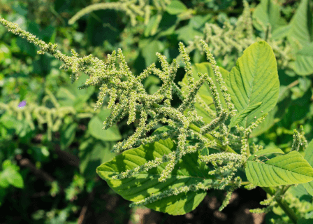 Bredo: conheça os benefícios dessa planta comestível! - Nutritotal